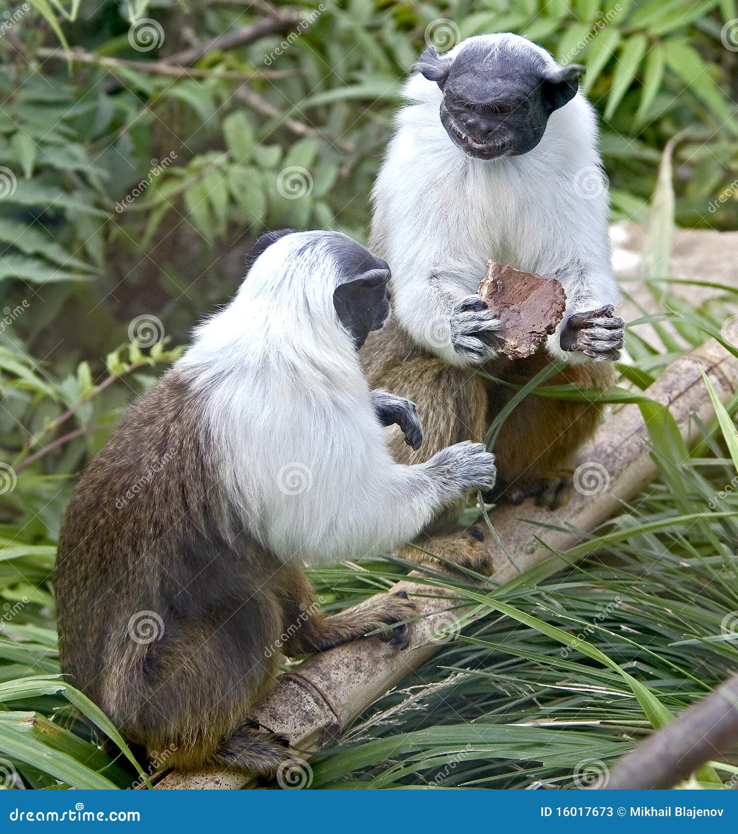 Pied tamarin 4 stock image. Image of america, animal - 16017673