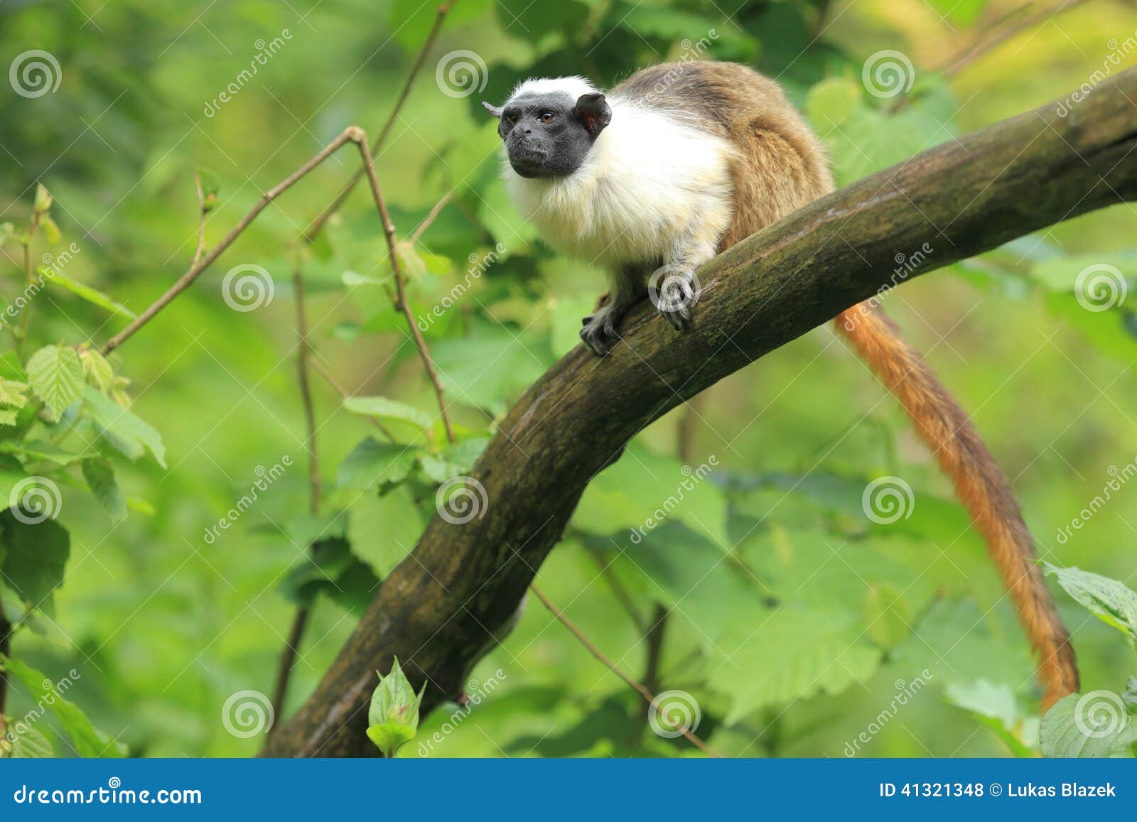 Pied tamarin stock photo. Image of pied, sitting, saguinus - 41321348
