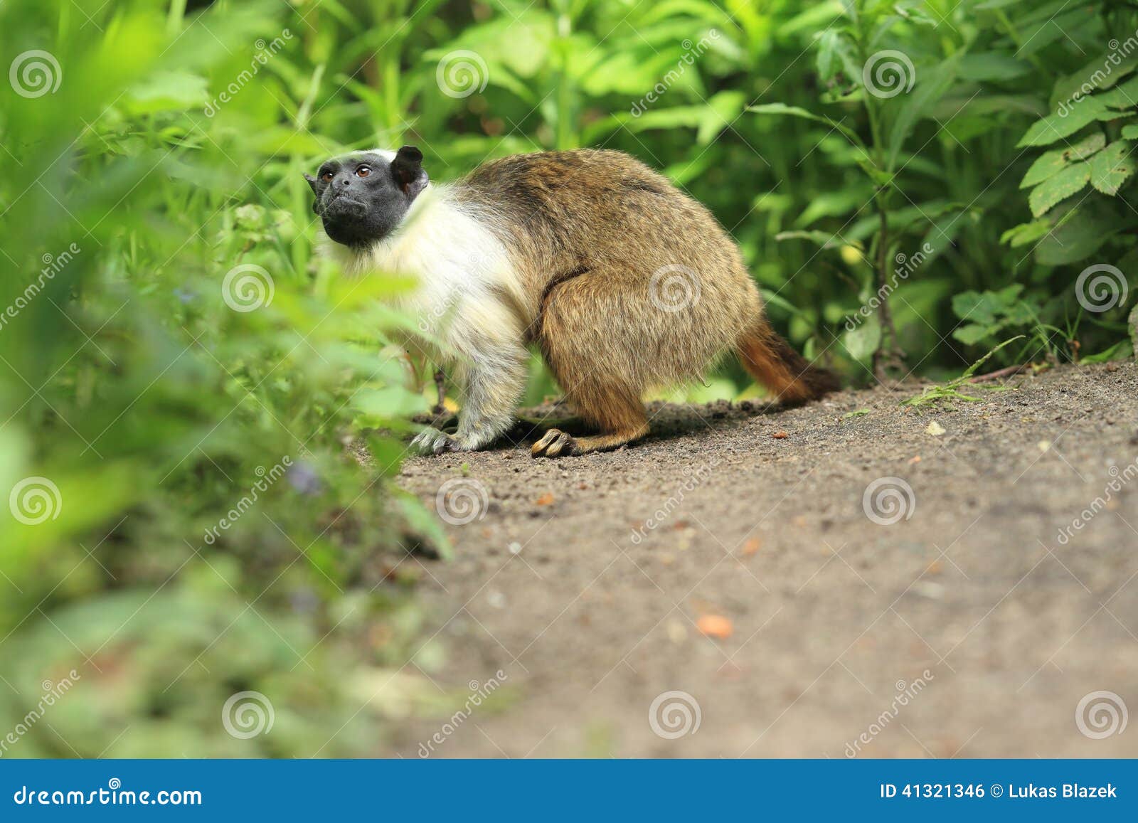 Pied tamarin stock photo. Image of green, mammal, america - 41321346