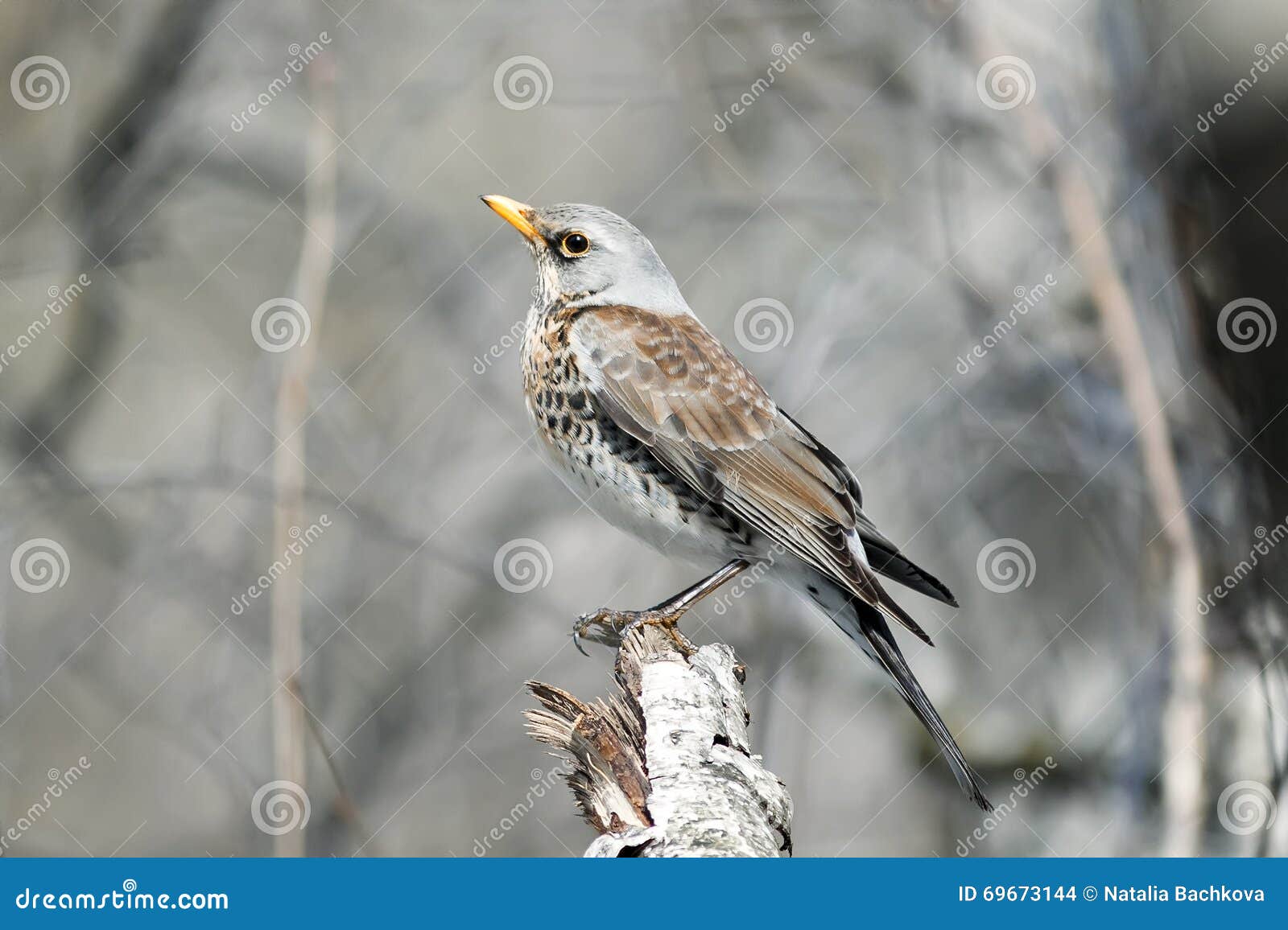 Pied Thrush is on the Tree and Looked in the Spring Stock Photo - Image ...
