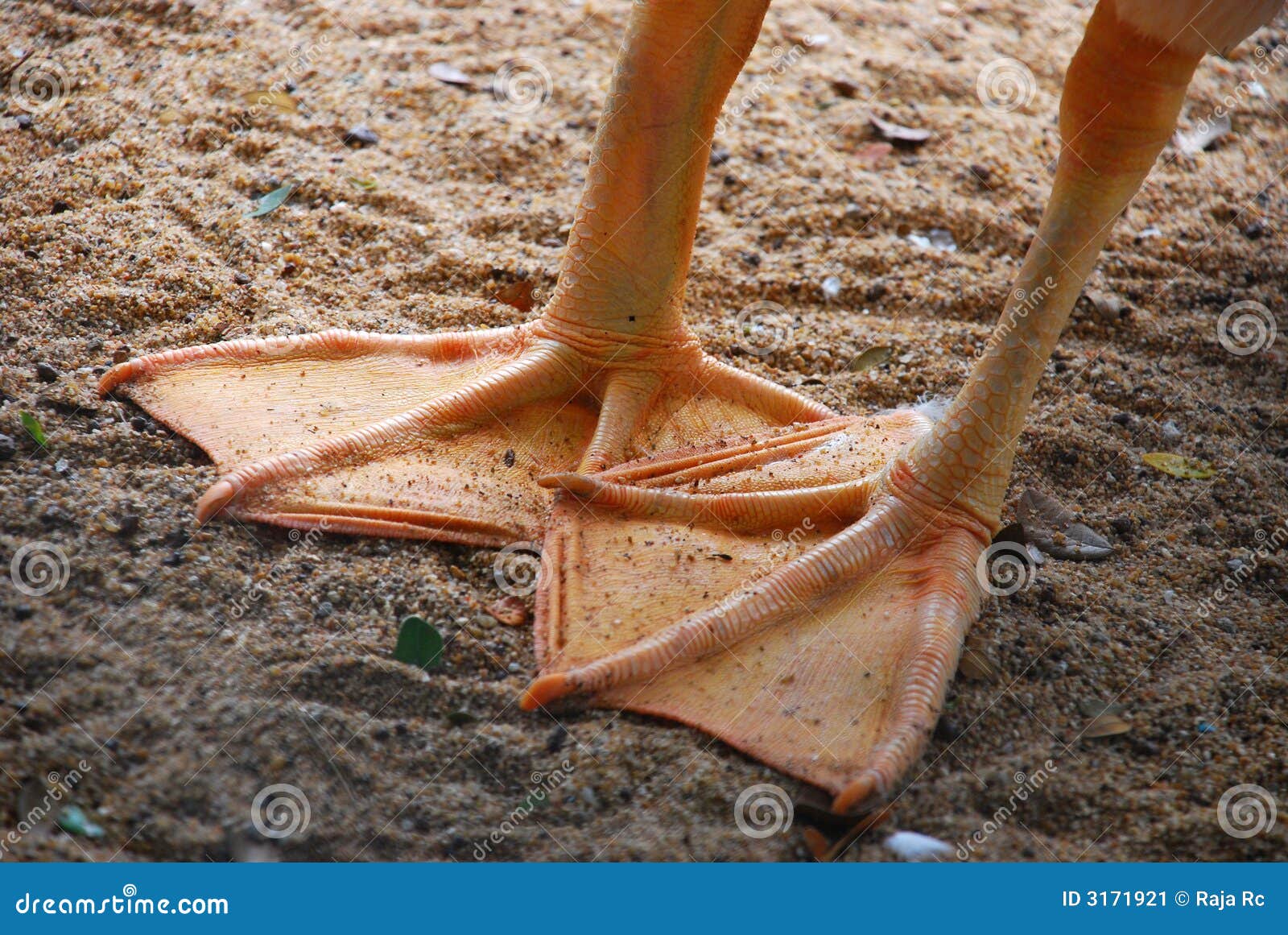 Piede dell'anatra immagine stock. Immagine di fango, animale - 3171921