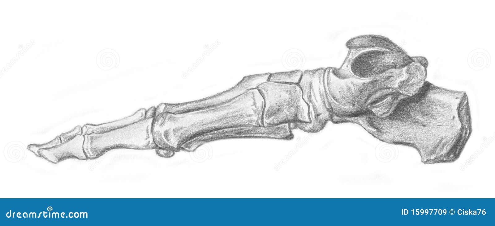 Piede - scheletro illustrazione di stock. Illustrazione di medicina ...