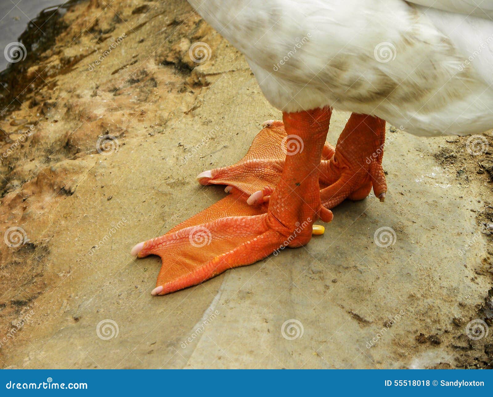 Piedi dell'oca fotografia stock. Immagine di gallinacei - 55518018