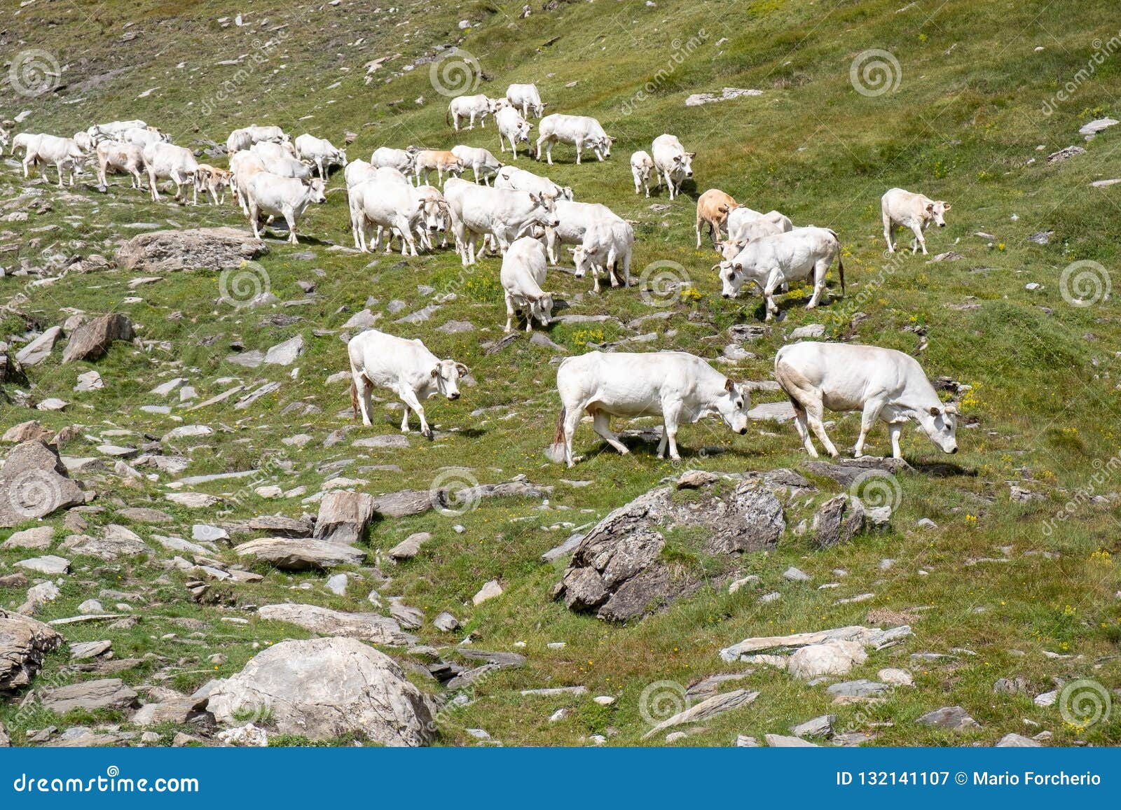 Piedmont White Cows in Italian Mountains Stock Image - Image of cows ...