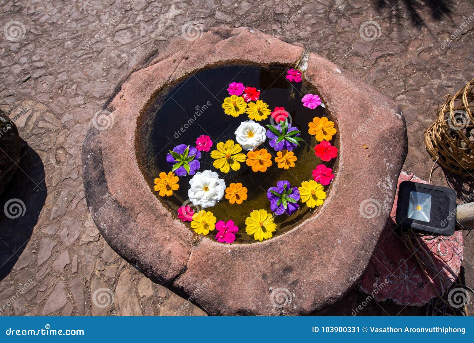 Piedra Bien Con La Flor Colorida Imagen de archivo - Imagen de planta ...