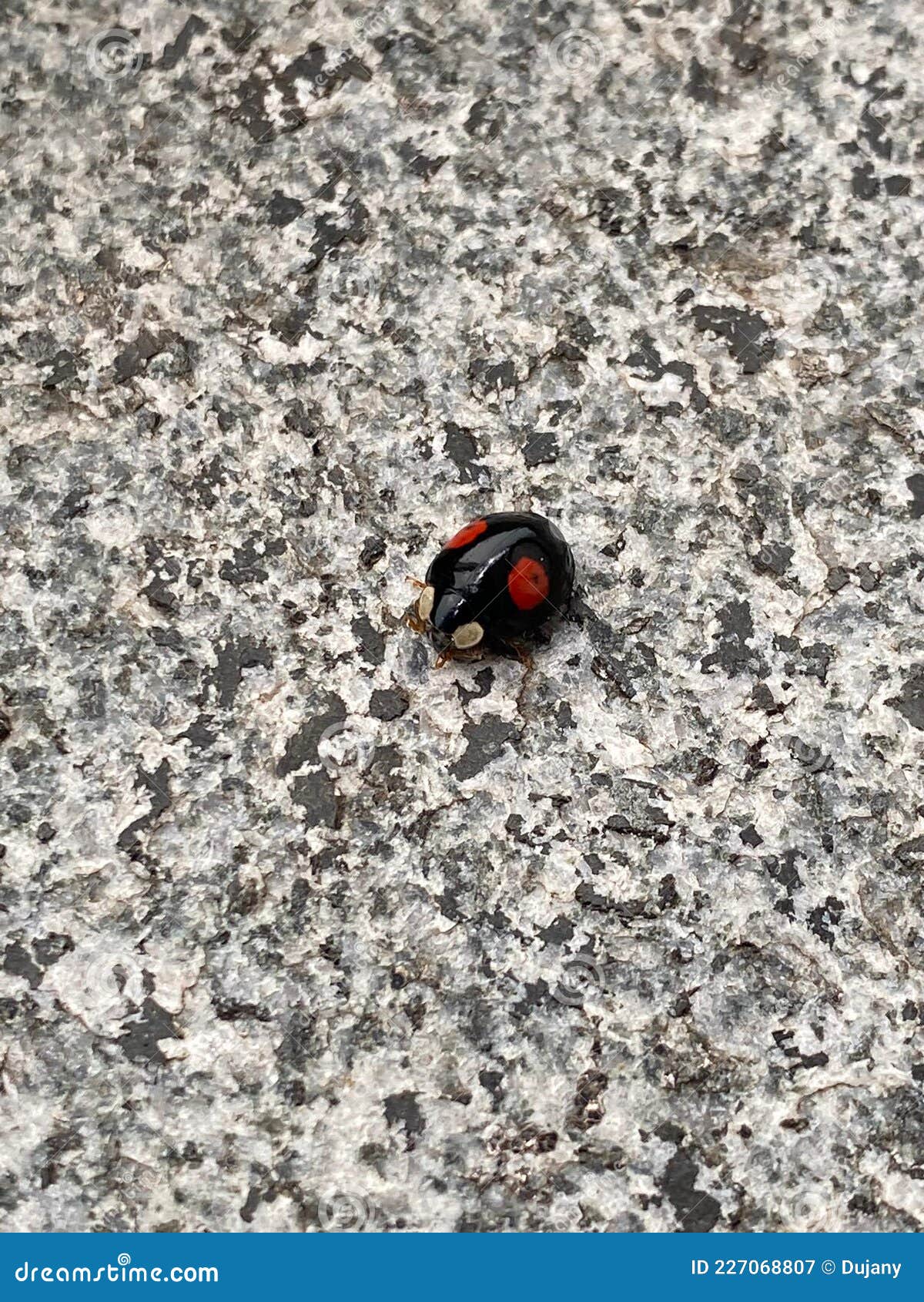 Piedra E Insectos Negros Y Rojos Imagen de archivo - Imagen de fauna ...