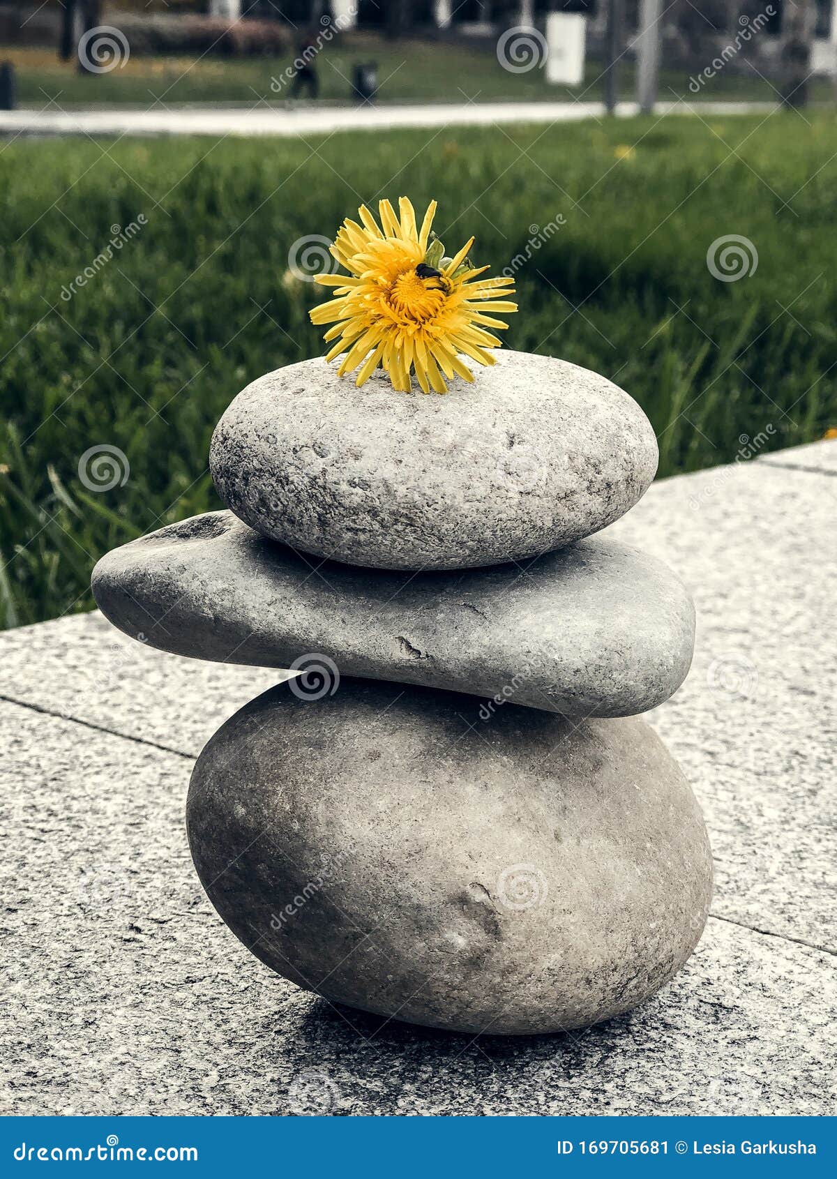 Piedra imagen de archivo. Imagen de flor, dandelia, verde - 169705681
