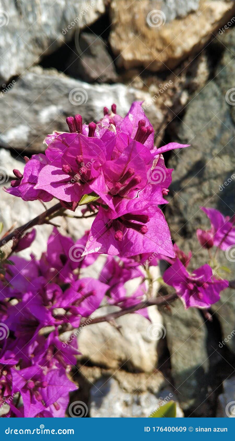 Piedra y flor imagen de archivo. Imagen de flor, wallpaper - 176400609