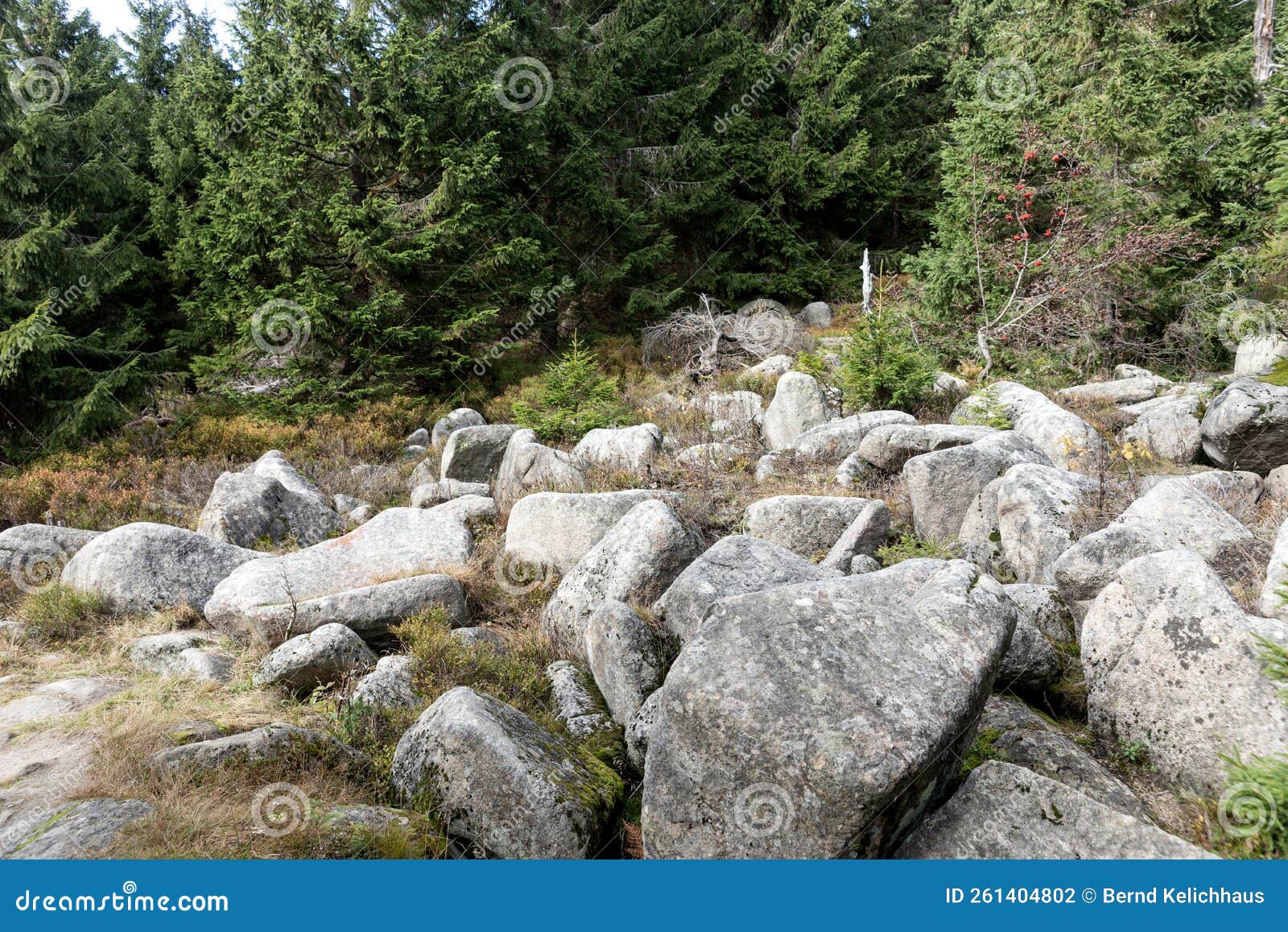 Piedras Grandes En El Bosque Foto de archivo - Imagen de verde, bosque ...