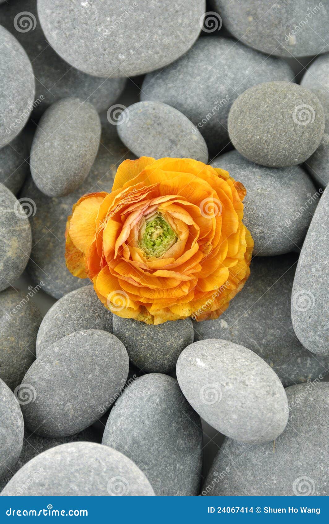 Piedras y flor foto de archivo. Imagen de macro, detalle - 24067414