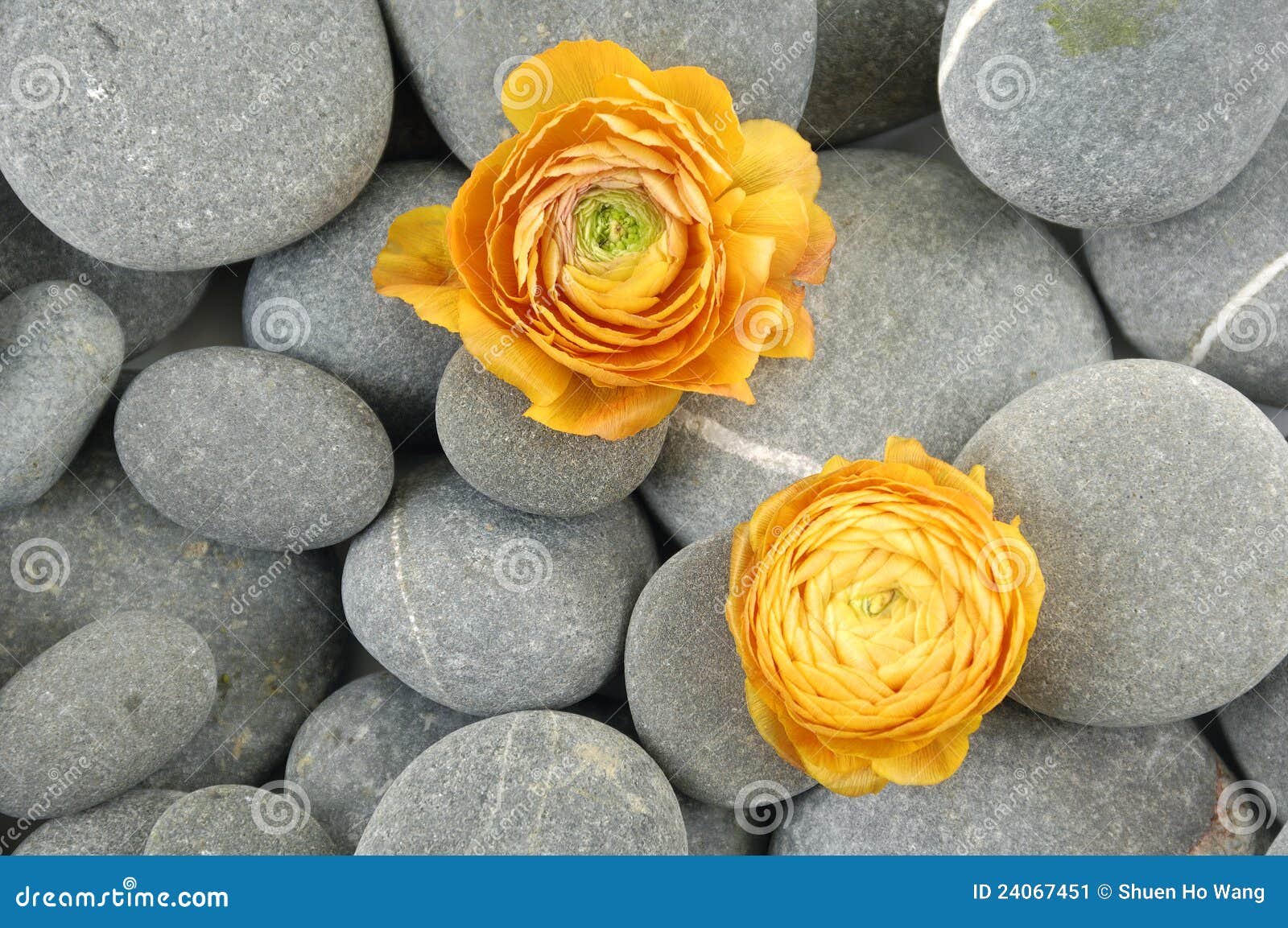Piedras y flor imagen de archivo. Imagen de cubo, roca - 24067451