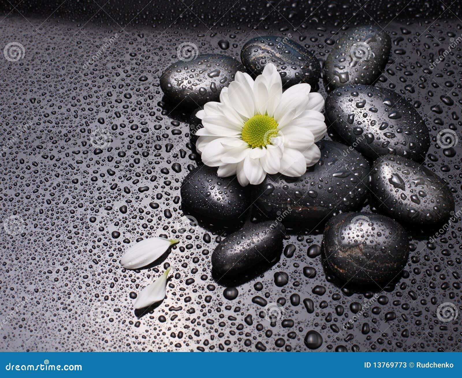 Piedras y flor blanca imagen de archivo. Imagen de guijarro - 13769773