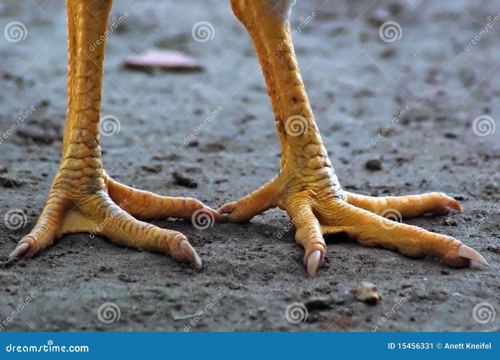 Pieds d'un poulet image stock. Image du support, poulet - 15456331