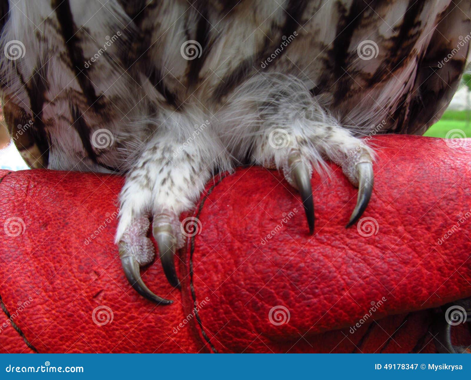Pieds de hibou image stock. Image du pied, avec, oiseaux - 49178347