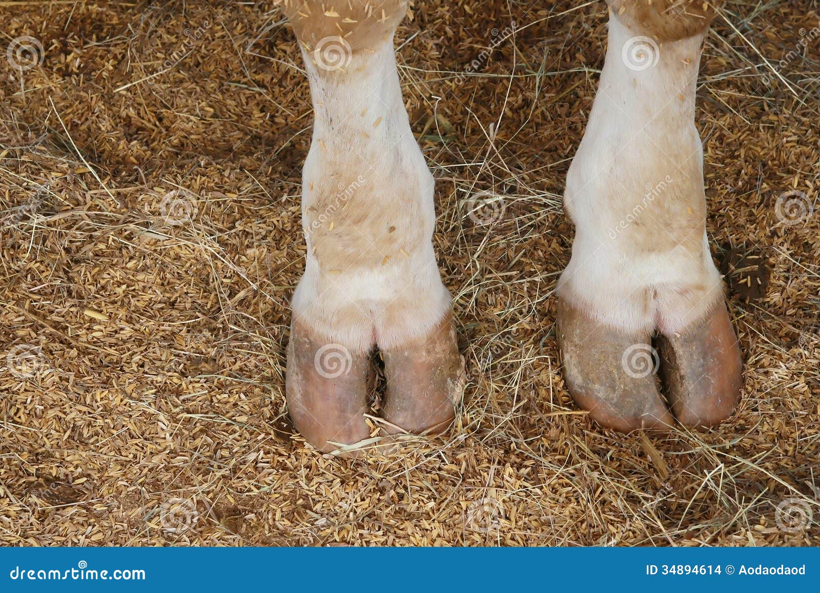 Pieds de sabot de vache photo stock. Image du taureau - 34894614