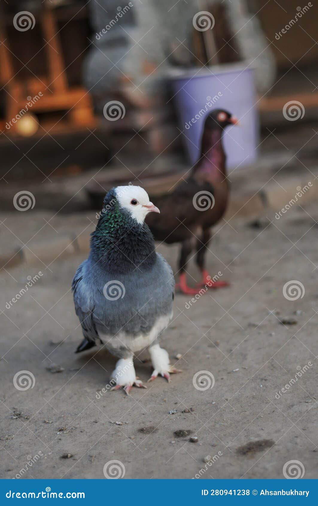 Piegon stock photo. Image of goose, duck, ducks, piegon - 280941238