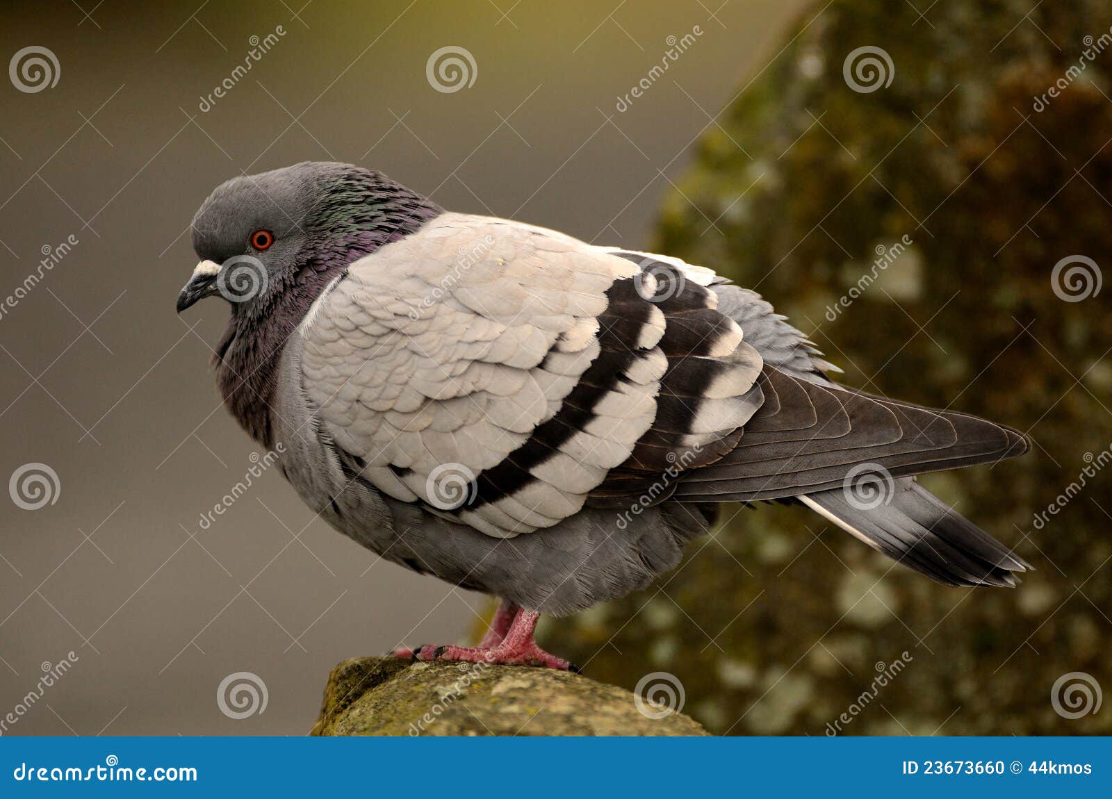 Piegon on a Rock 2 stock photo. Image of fauna, beauty - 23673660
