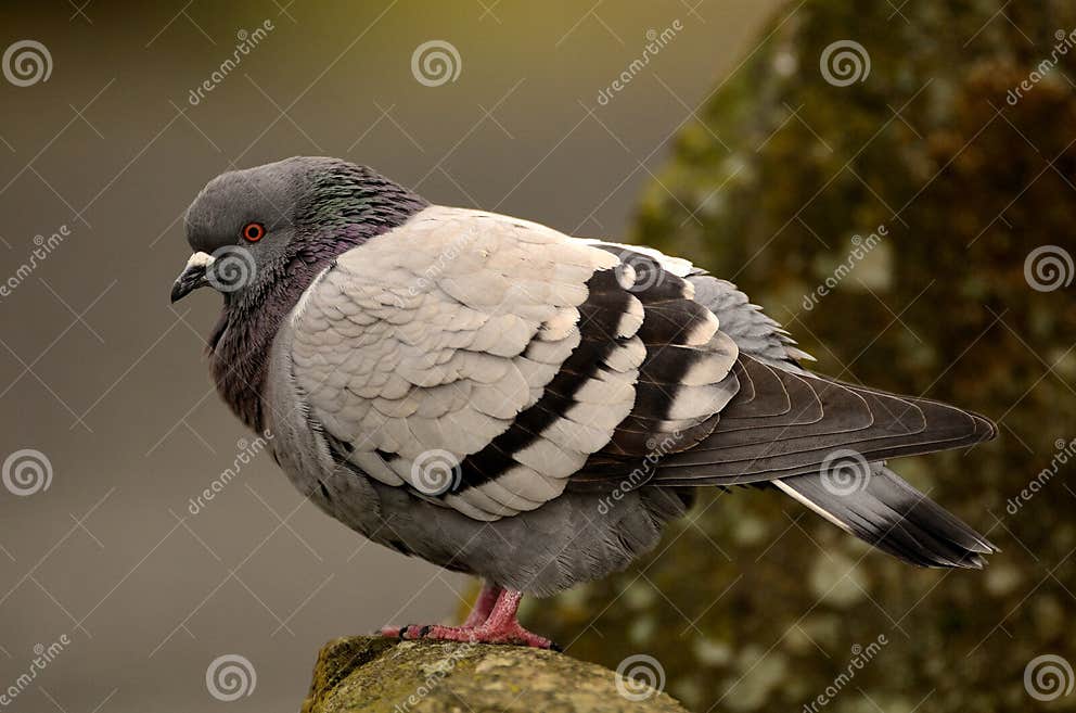 Piegon on a Rock 2 stock photo. Image of fauna, beauty - 23673660