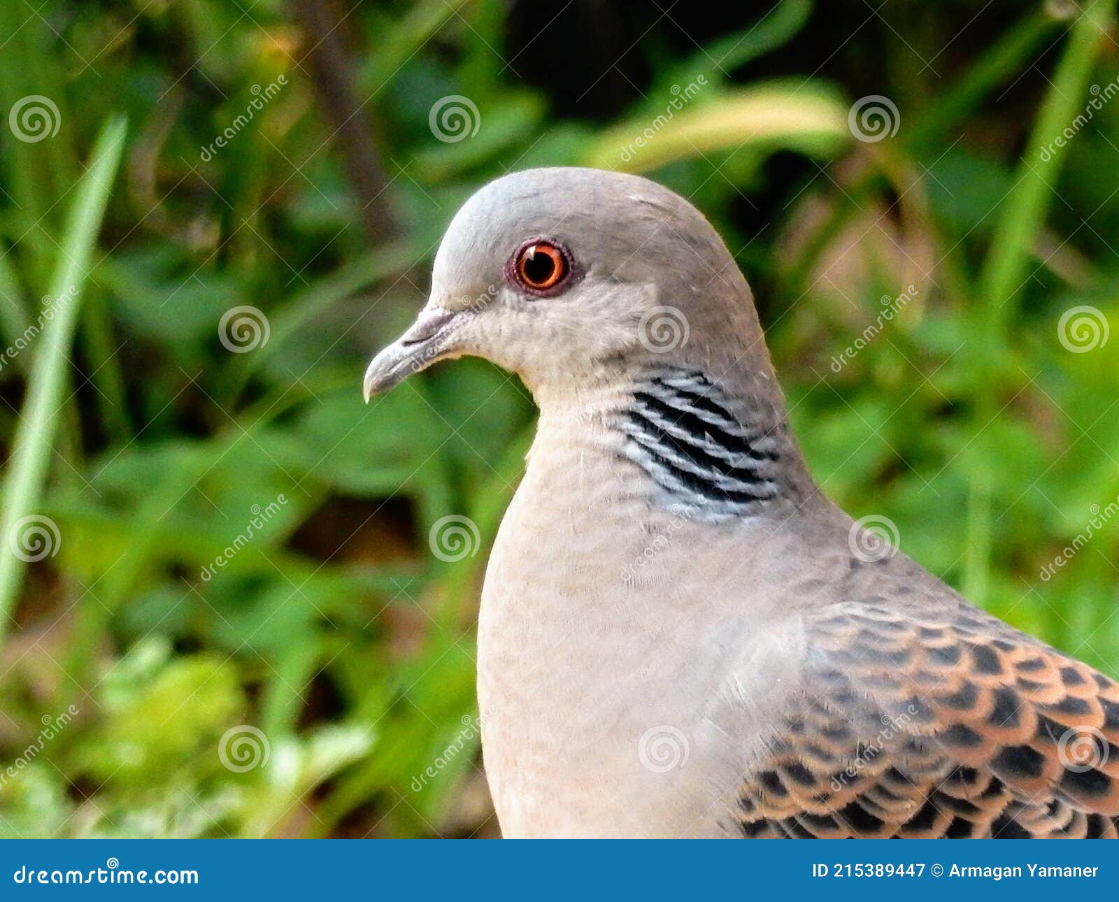 Piegon S Head Close Up Full Frame Stock Image - Image of hummingbird ...