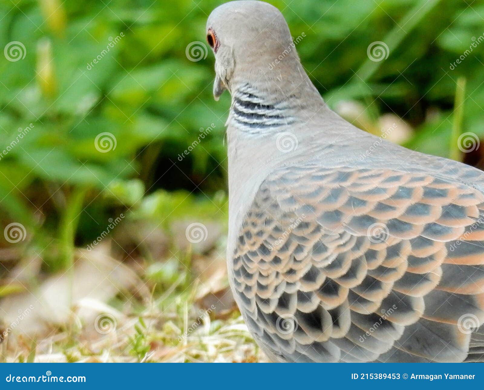 Piegon S Head Close Up Full Frame Stock Image - Image of beak, nature ...