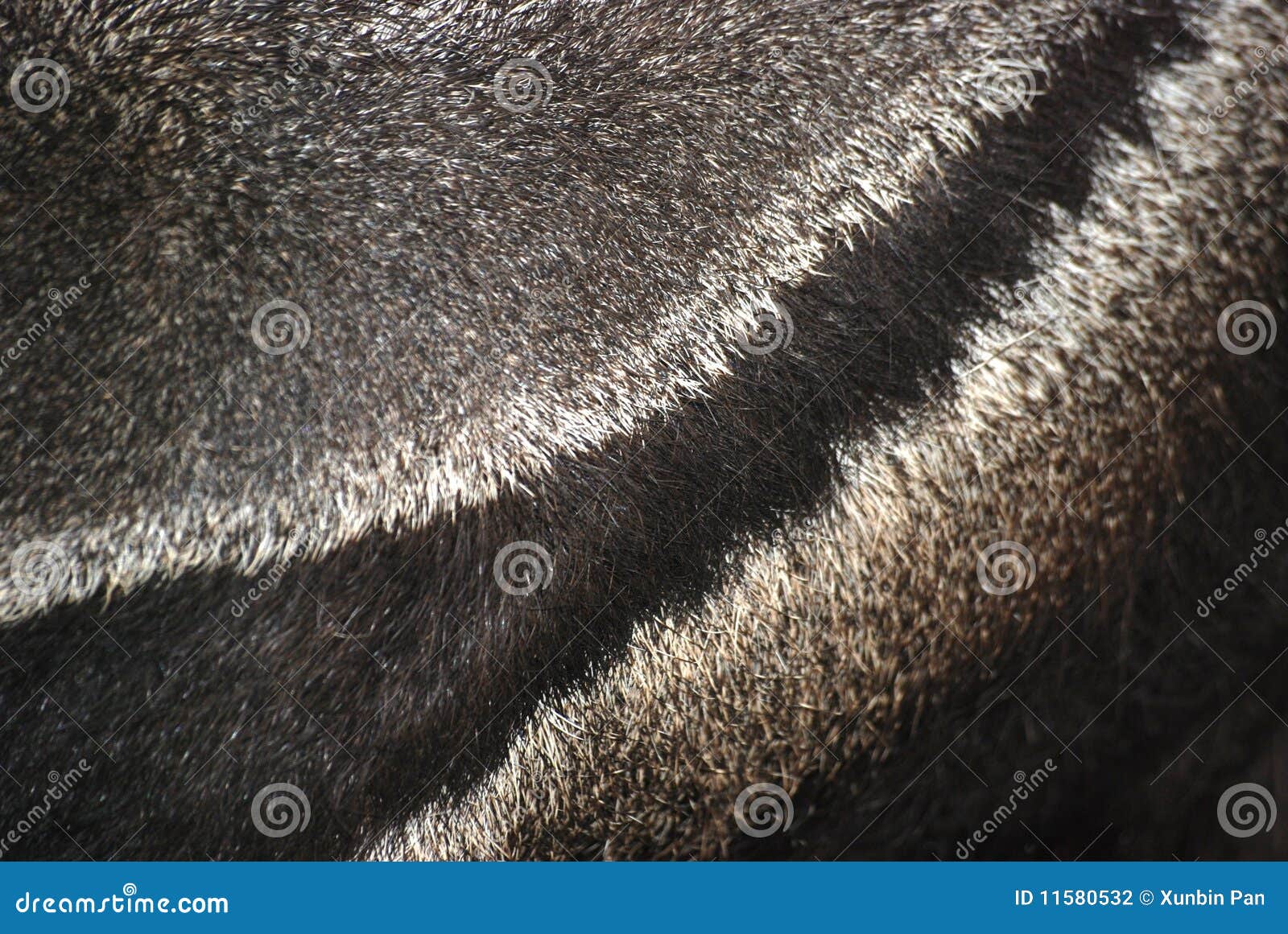Piel animal foto de archivo. Imagen de contexto, pelo - 11580532