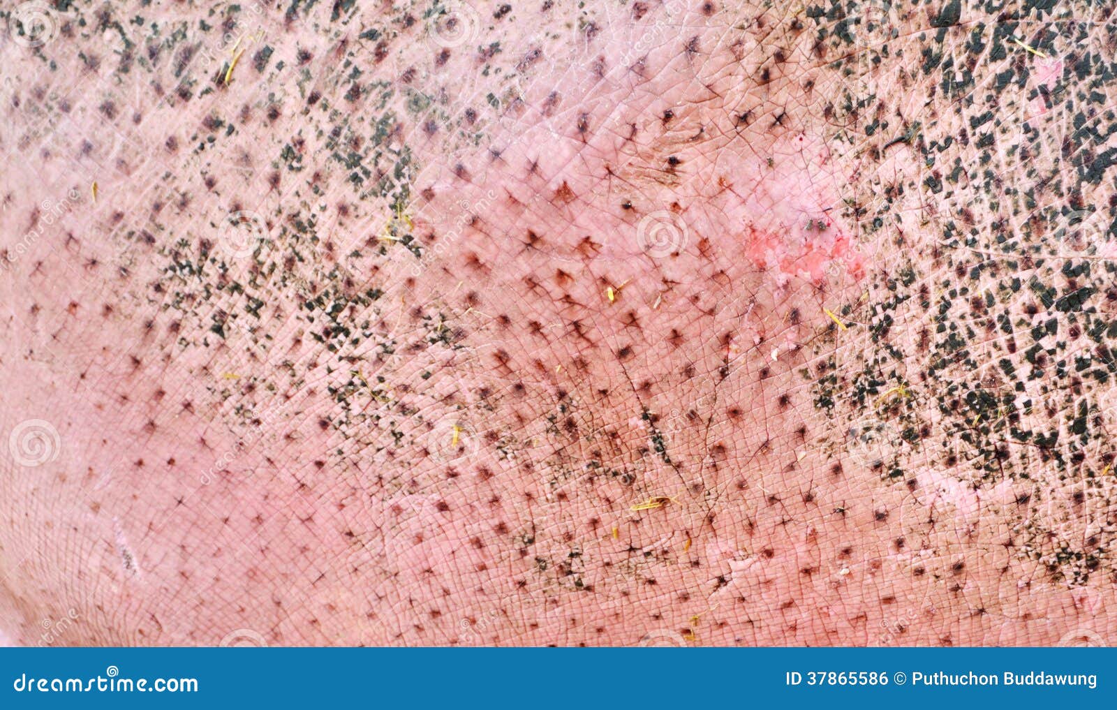 Piel de animales foto de archivo. Imagen de fauna, pelo - 37865586