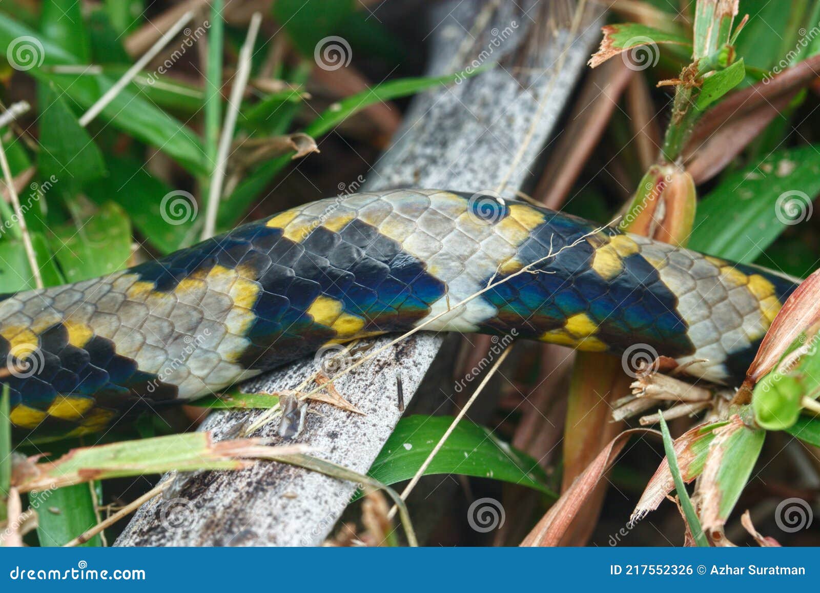 Piel De Cola La Serpiente Pitón Reticulada Foto de archivo - Imagen de ...