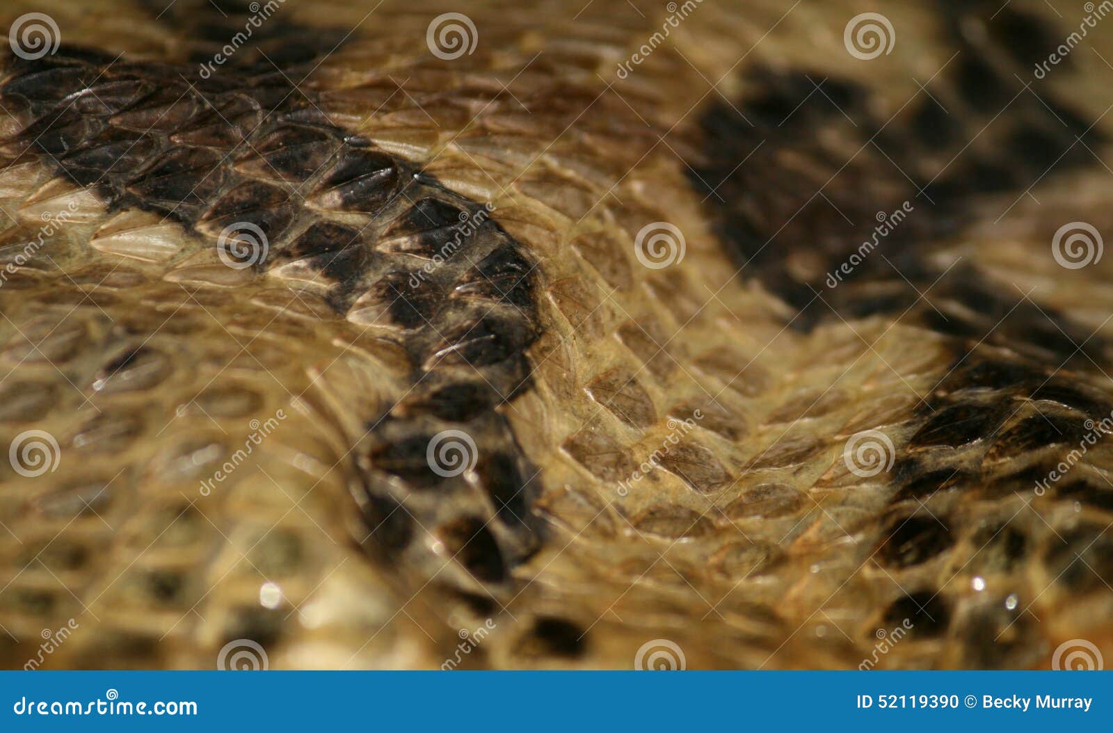 Piel De La Serpiente De Cascabel Foto de archivo - Imagen de textura ...
