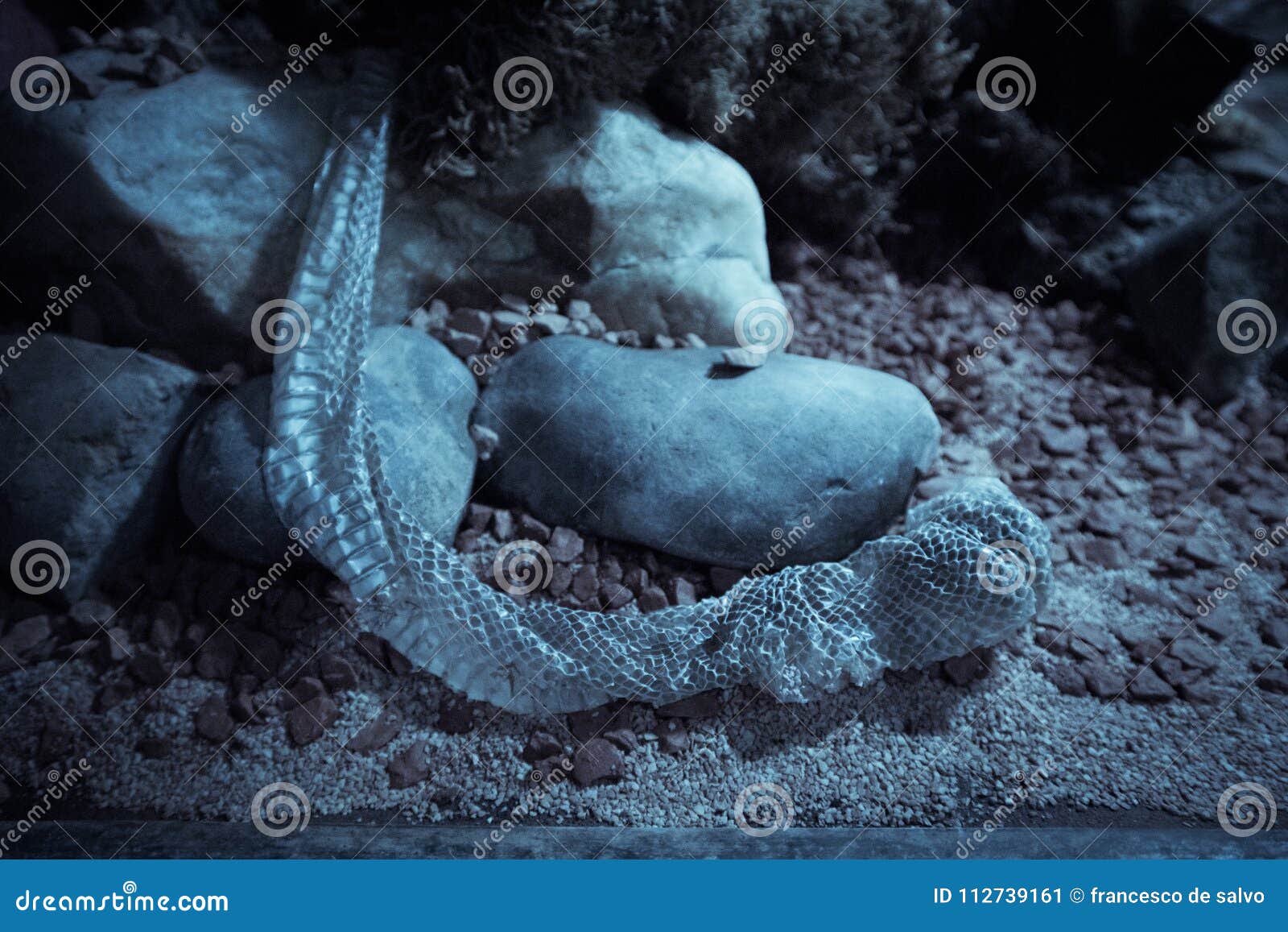 Piel De La Serpiente N El Acuario Imagen de archivo - Imagen de colores ...