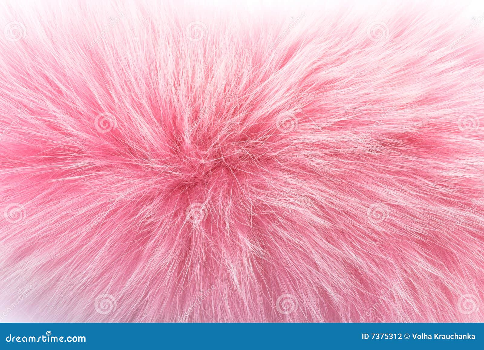 Piel de Rose en blanco foto de archivo. Imagen de primer - 7375312