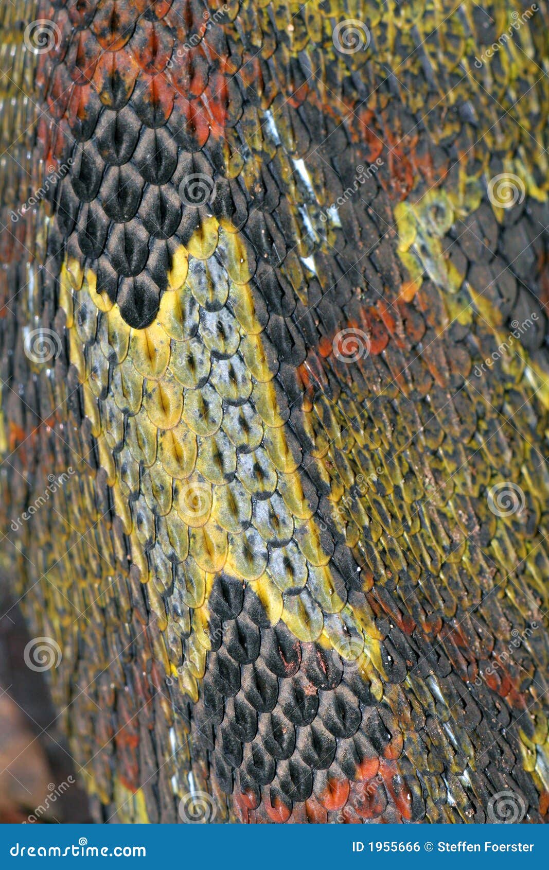 Piel de serpiente foto de archivo. Imagen de serpiente - 1955666