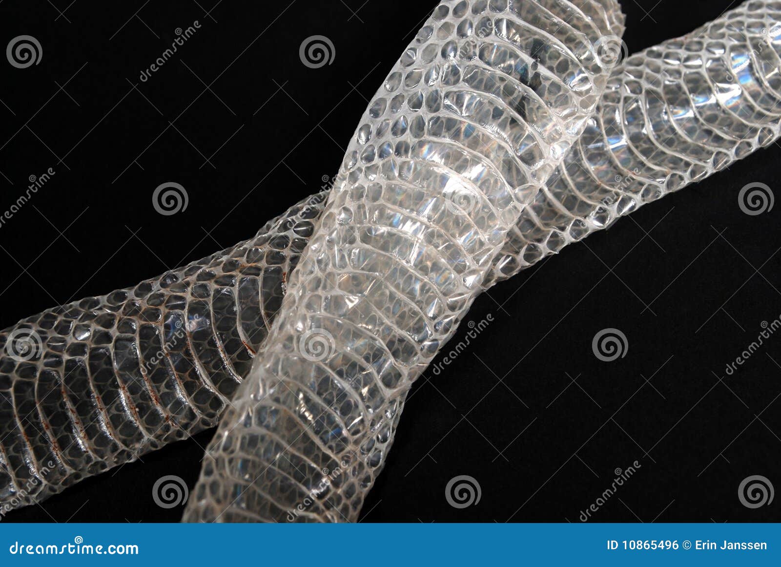 Piel de serpiente 2 foto de archivo. Imagen de arte, serpiente - 10865496