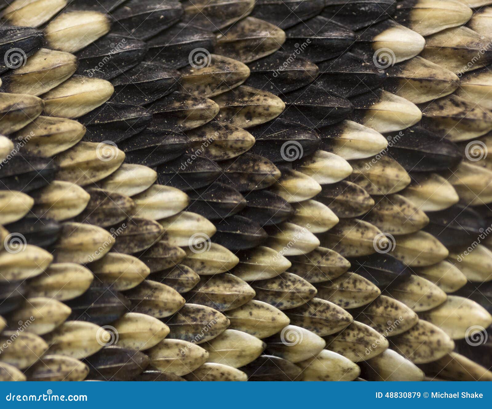 Piel de serpiente imagen de archivo. Imagen de animal - 48830879