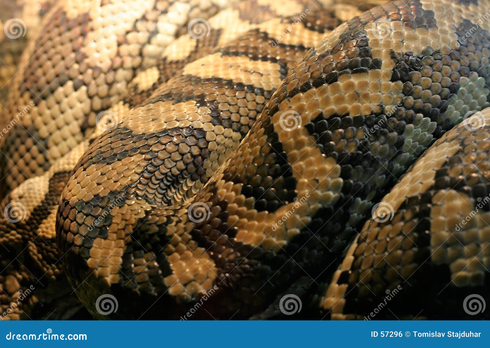 Piel de serpiente foto de archivo. Imagen de extracto, enrollado - 57296