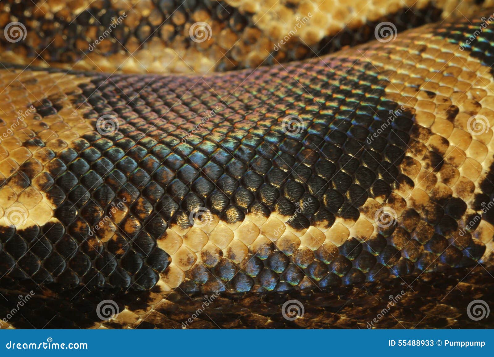 Piel De Serpiente Del Constrictor De Boa Imagen de archivo - Imagen de ...