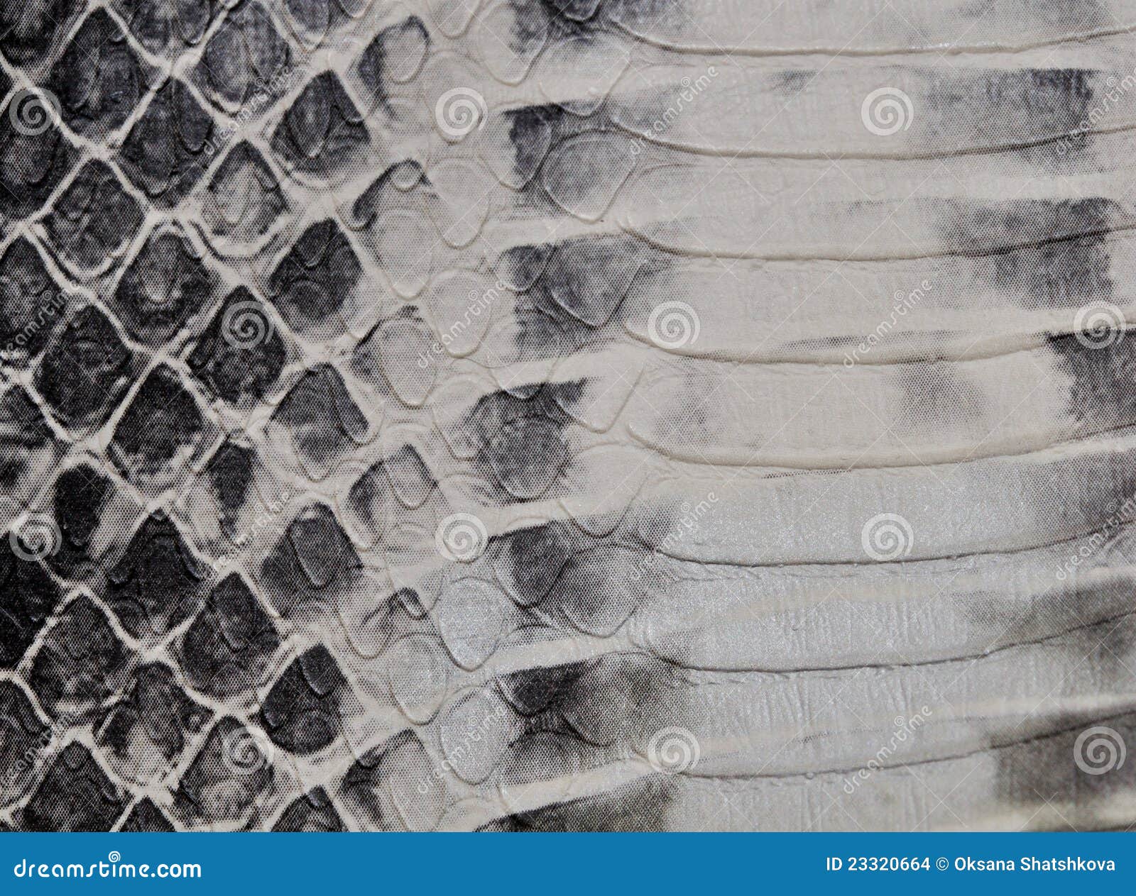 Piel de serpiente, reptil foto de archivo. Imagen de cuero - 23320664