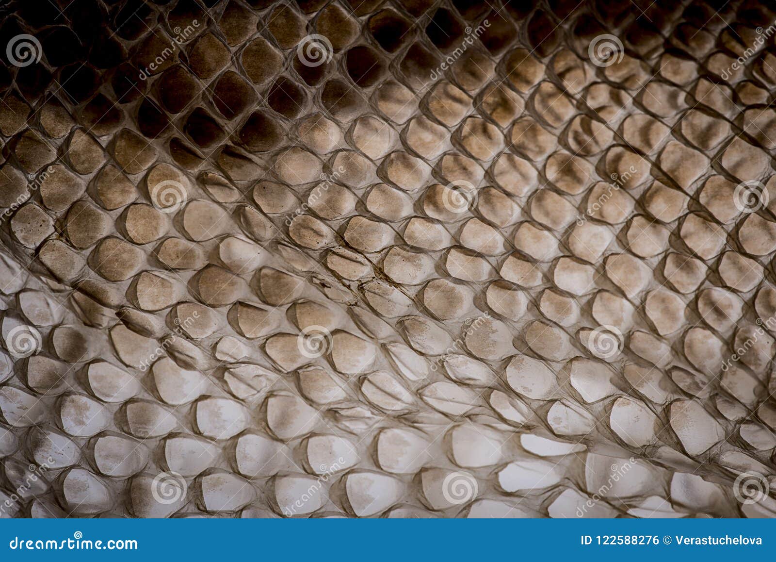 Piel De Serpiente - Textura Foto de archivo - Imagen de escalas ...