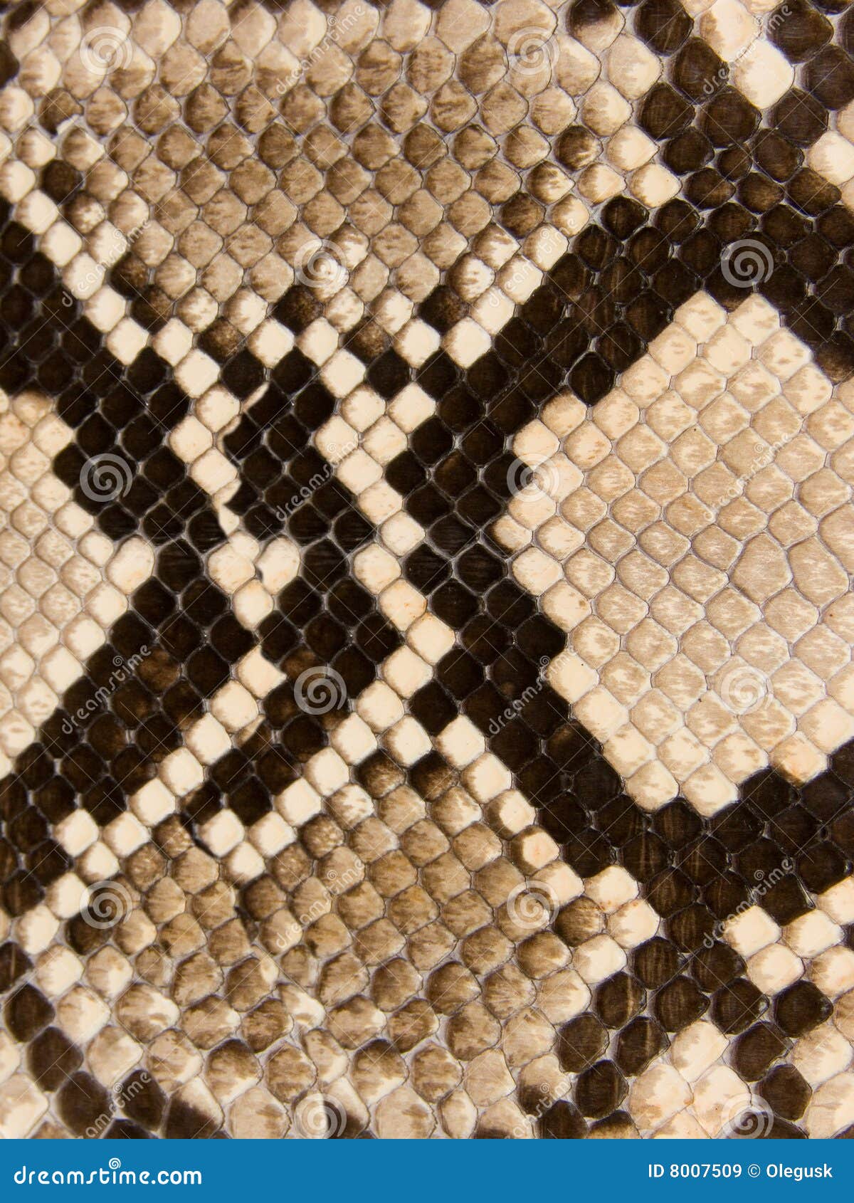 Piel De Una Serpiente De Una Cobra Imagen de archivo - Imagen de ...