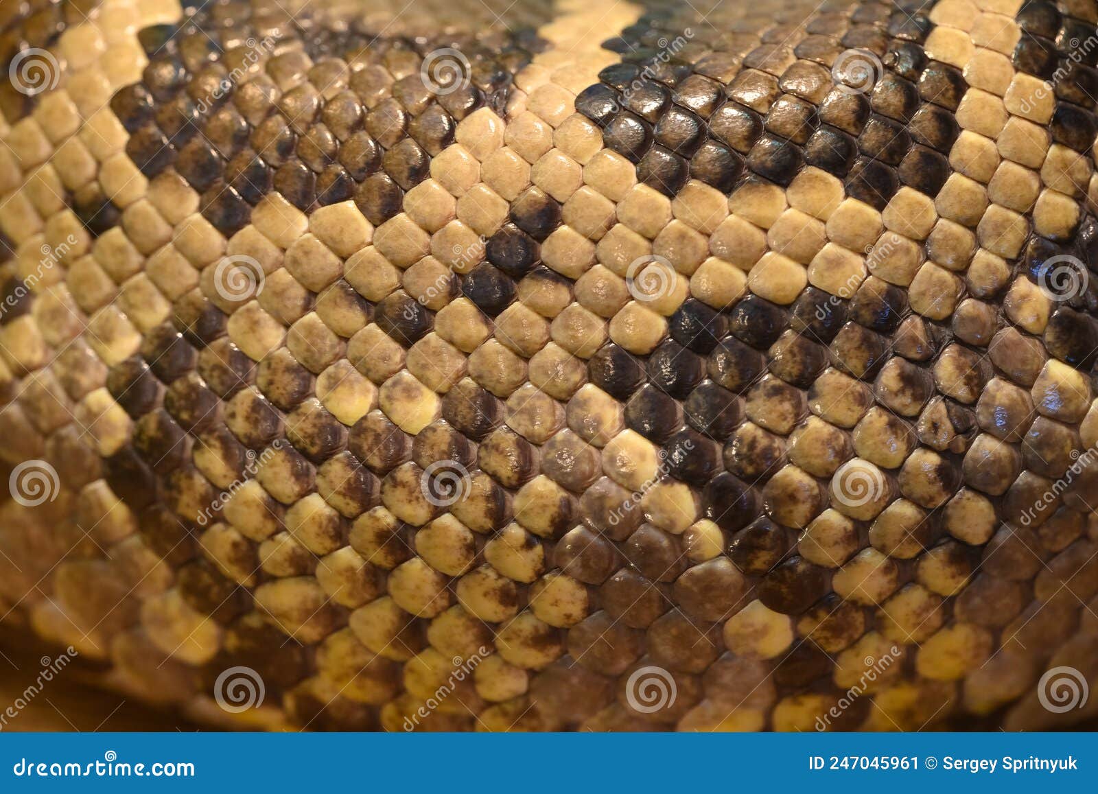 Piel de una serpiente viva imagen de archivo. Imagen de cierre - 247045961