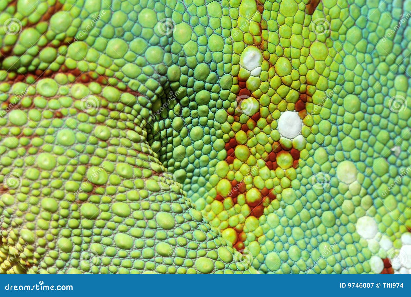 Piel del camaleón imagen de archivo. Imagen de subida - 9746007