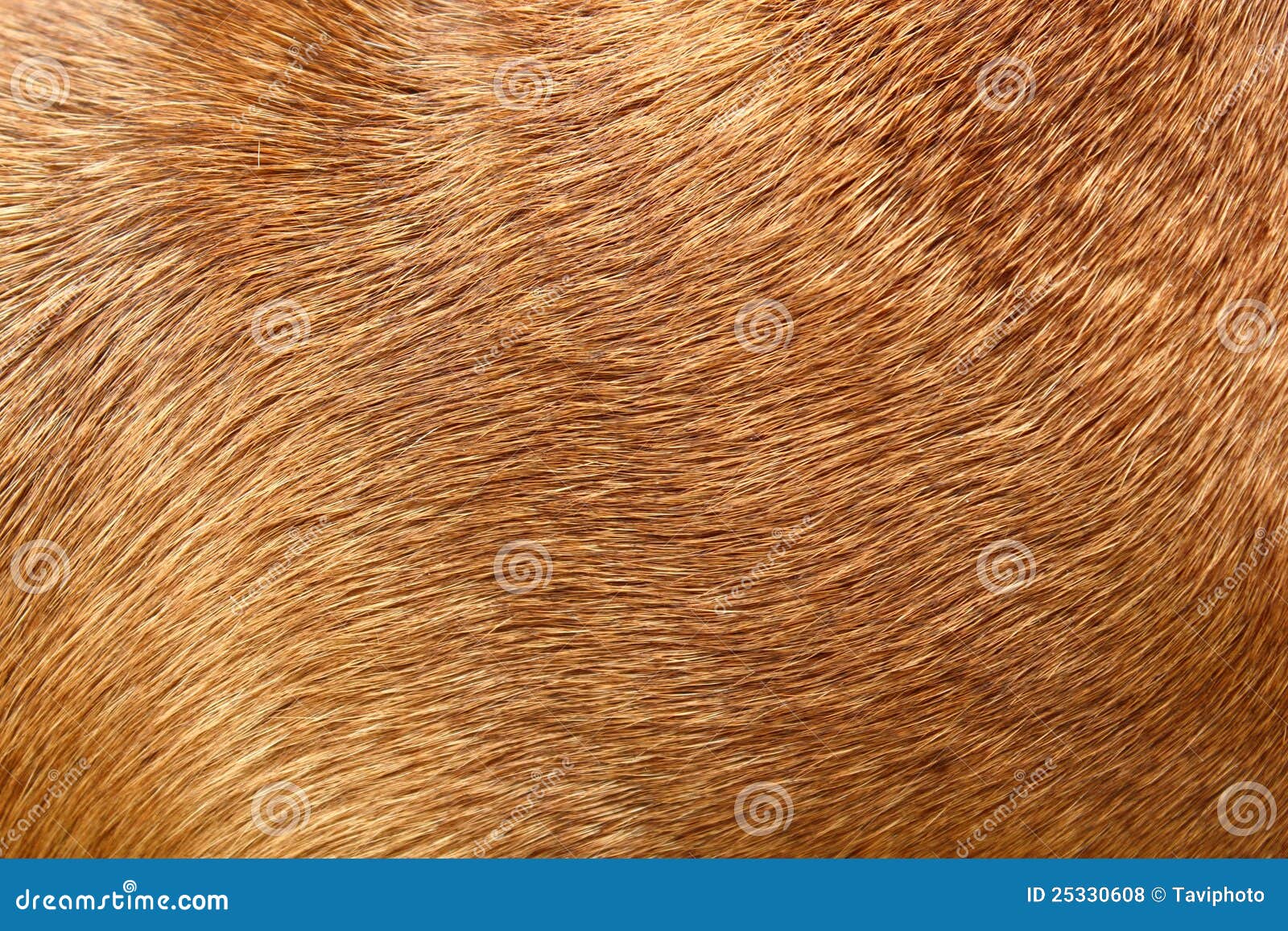 Piel del perro foto de archivo. Imagen de extracto, caliente - 25330608