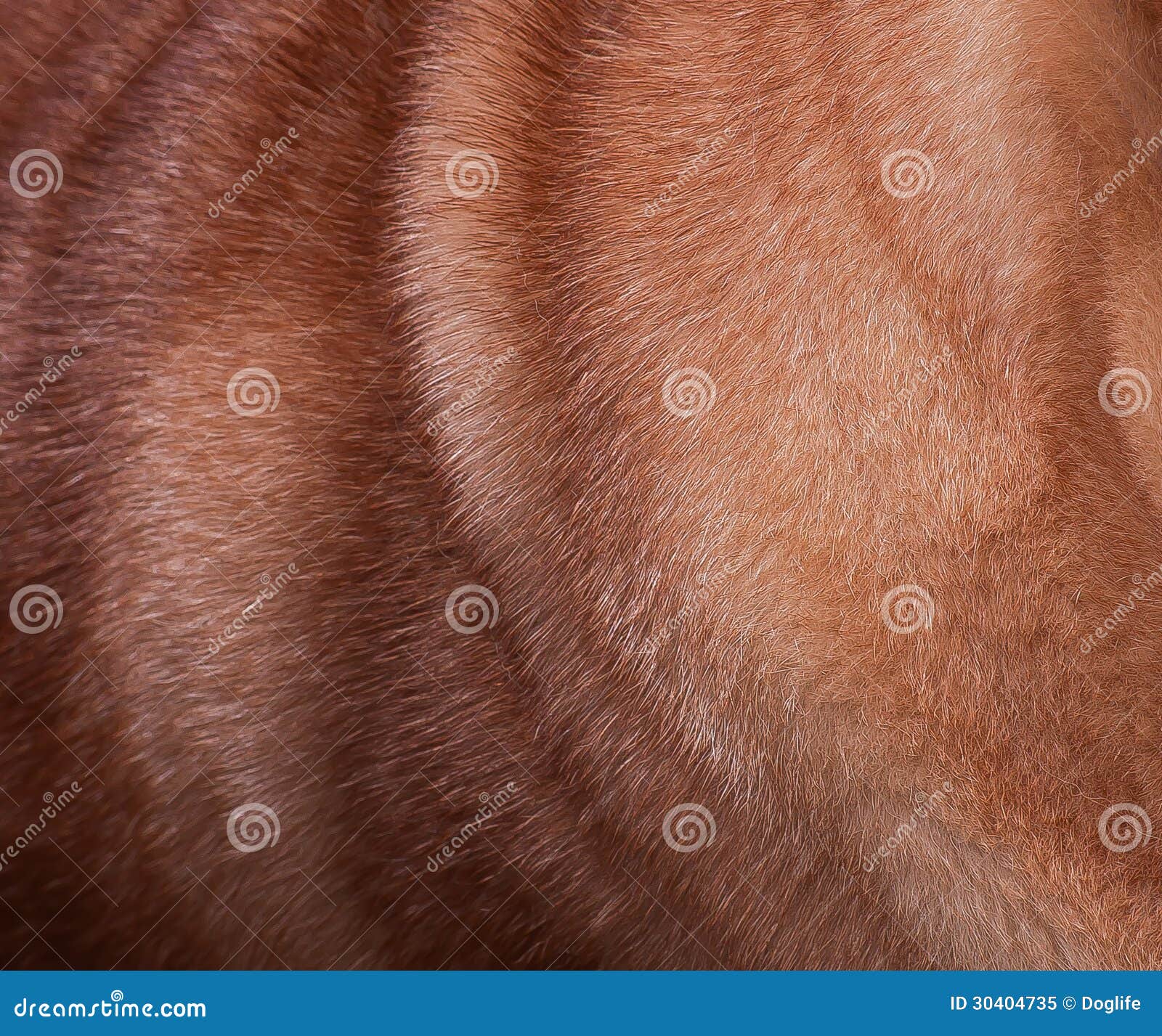 Piel del perro imagen de archivo. Imagen de efecto, hermoso - 30404735