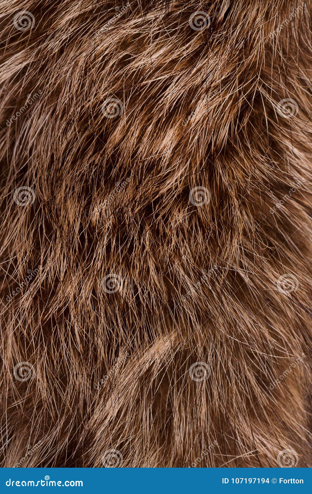 Piel Hermosa Del Primer Del Mapache Foto de archivo - Imagen de blanco ...