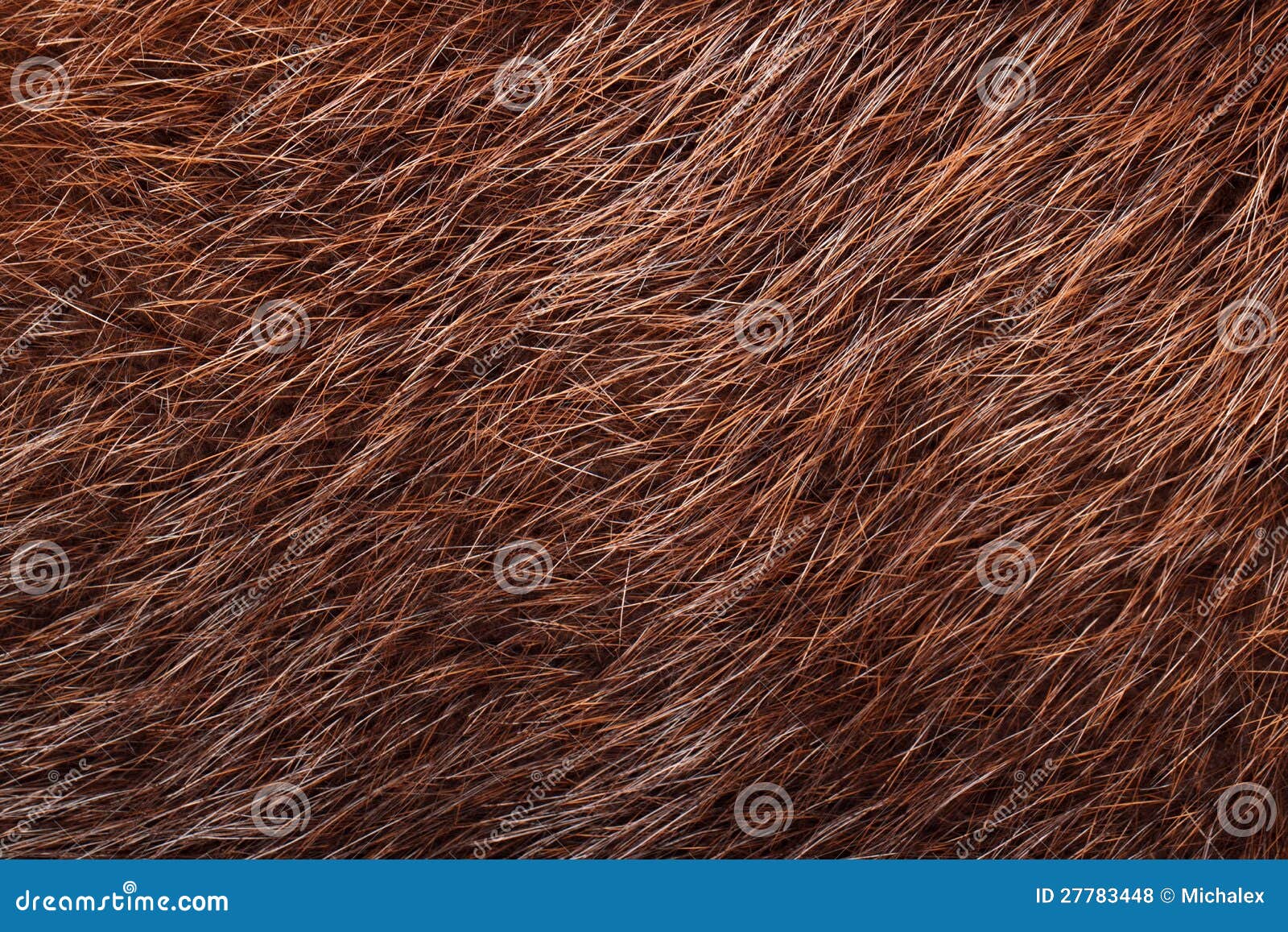 Piel Marrón Natural Del Nutria Foto de archivo - Imagen de superficie ...