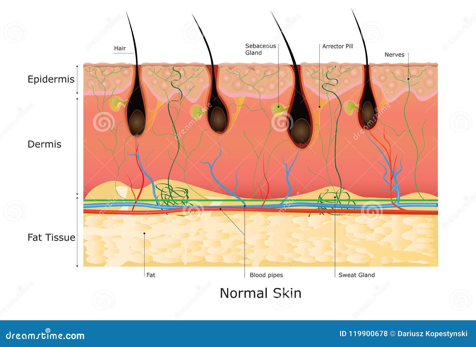 Piel normal infographic ilustración del vector. Ilustración de médico ...