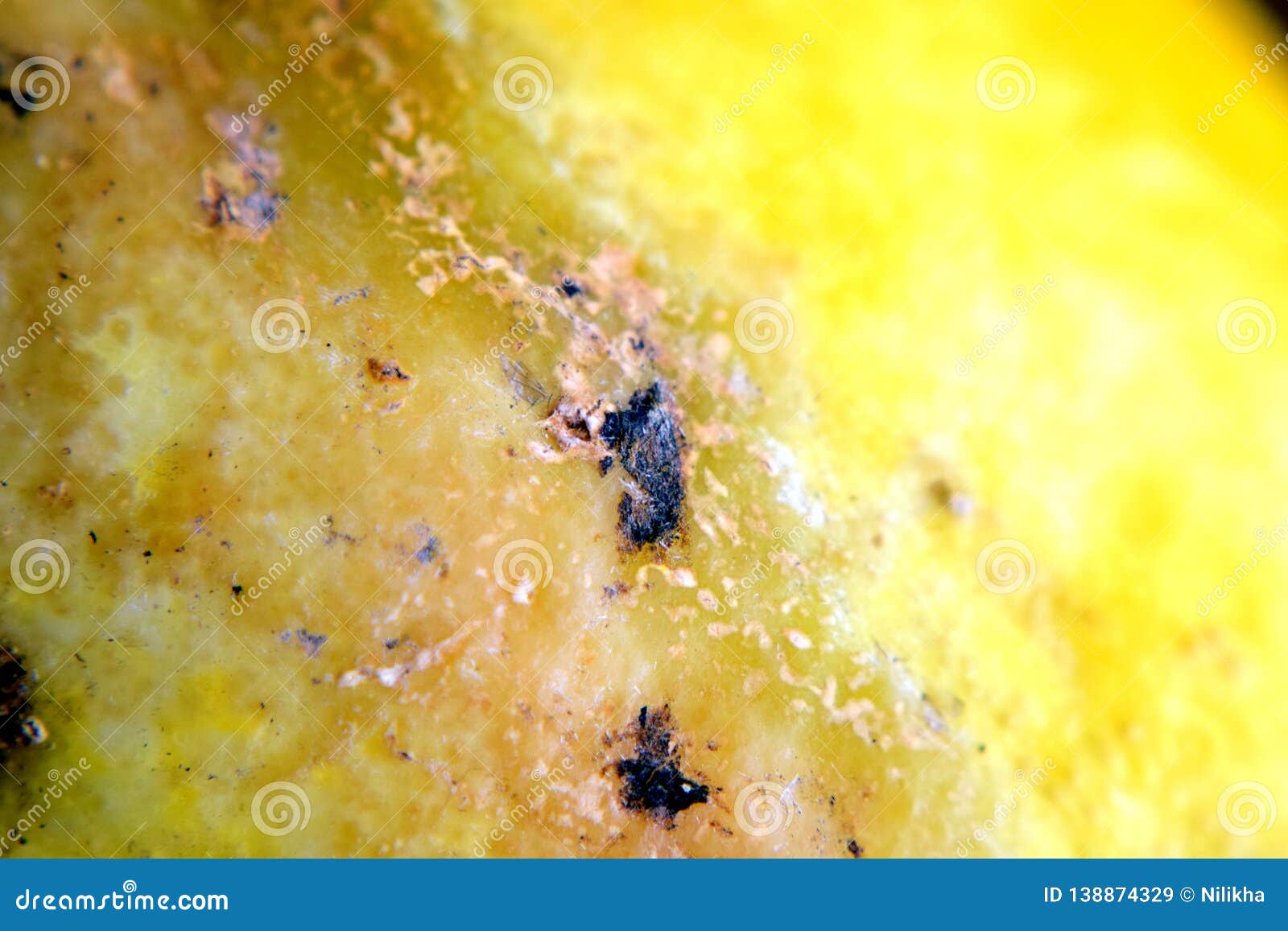 Piel Putrefacta De La Ligamaza Imagen de archivo - Imagen de cierre ...