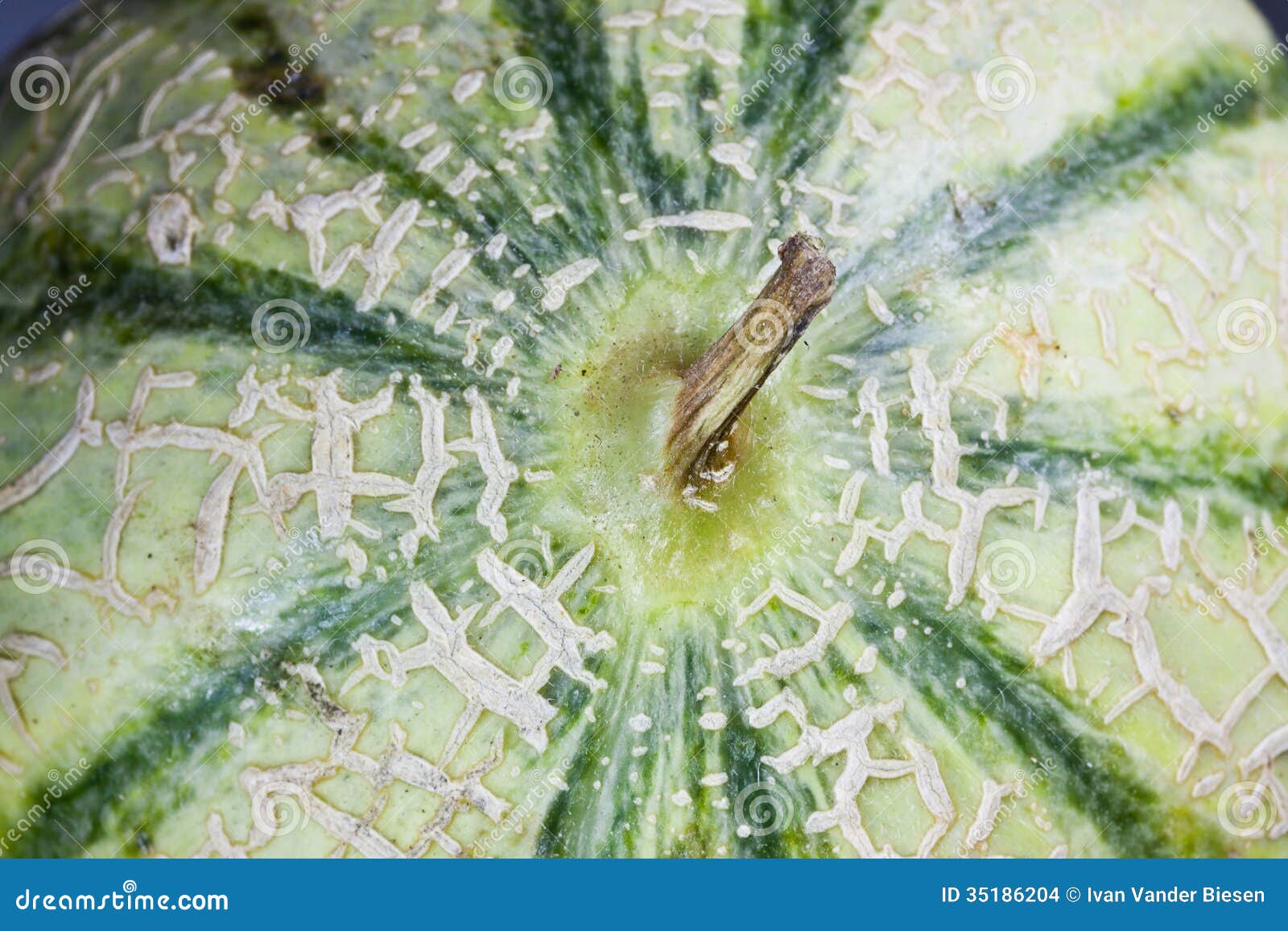 Piel y tallo de un melón foto de archivo. Imagen de salud - 35186204