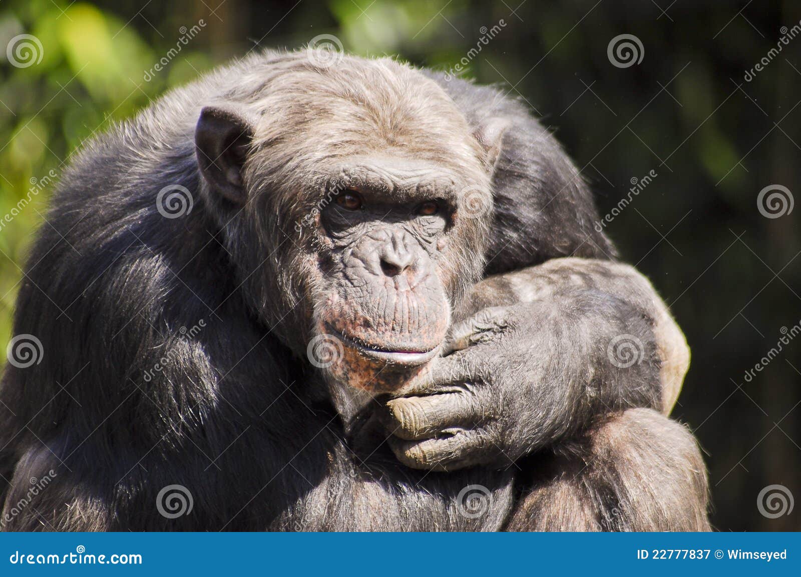 Pienso Usted Piensa Que Soy Un Mono Imagen de archivo - Imagen de ...