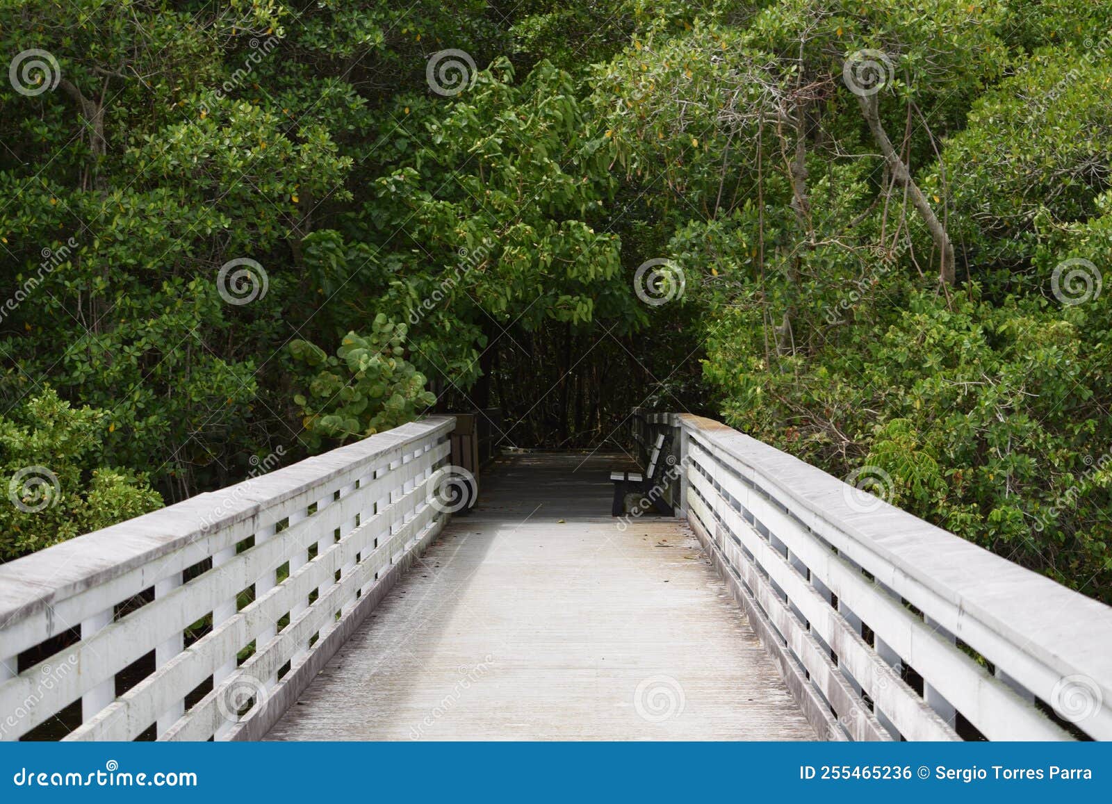 Pier that Goes into the Mangroves. Stock Photo - Image of backyard ...