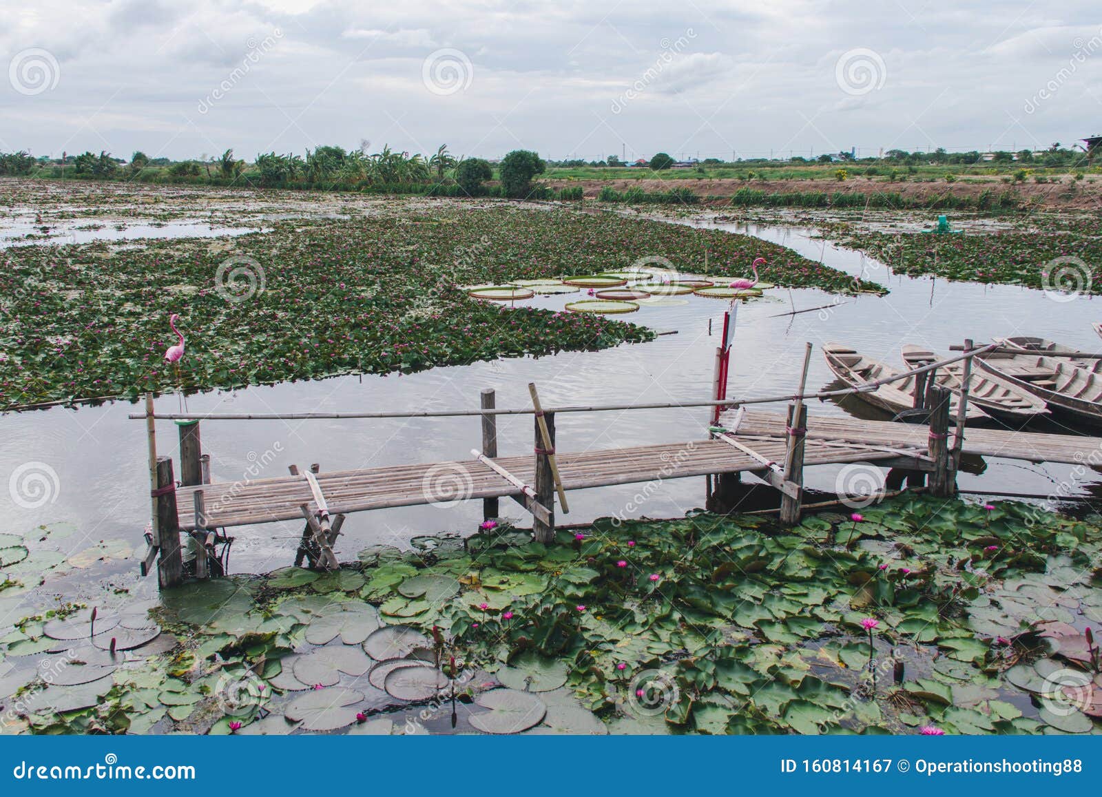 Pier Lotus Stock Photos - Download 805 Royalty Free Photos